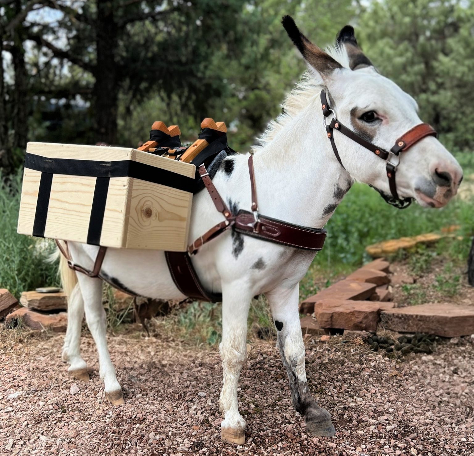 Sunflower Festival - Manzano Mountain Art Council
